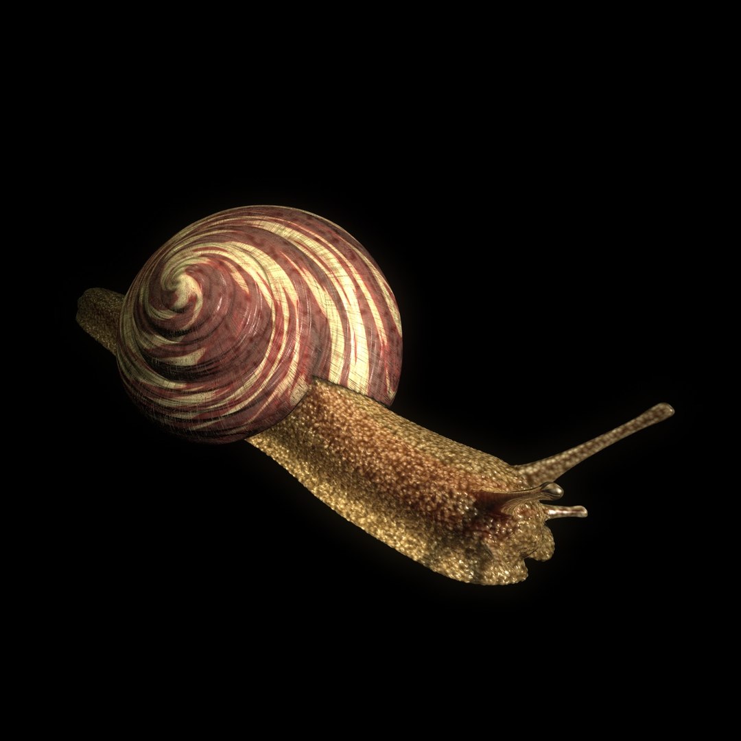 3d Model Snail Shaders Materials