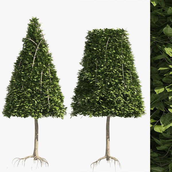 2 Cone topiary tree shape black gum tree 3D - TurboSquid 1914439