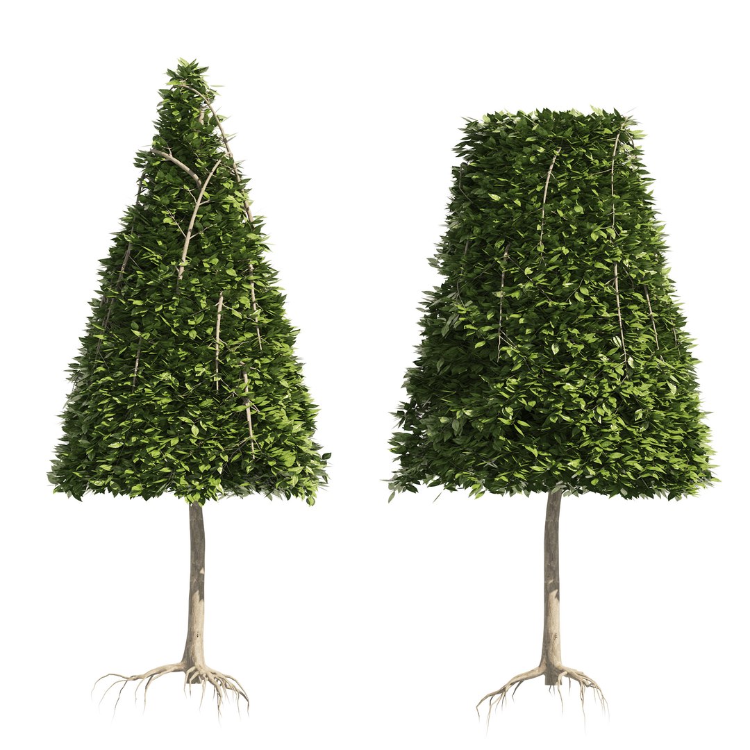 2 Cone Topiary Tree Shape Black Gum Tree 3D - TurboSquid 1914439