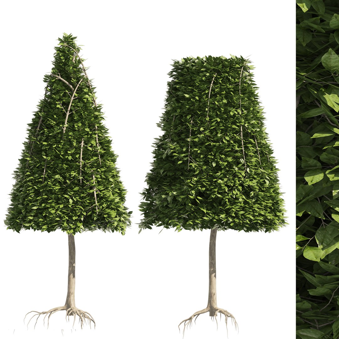 2 Cone Topiary Tree Shape Black Gum Tree 3D - TurboSquid 1914439