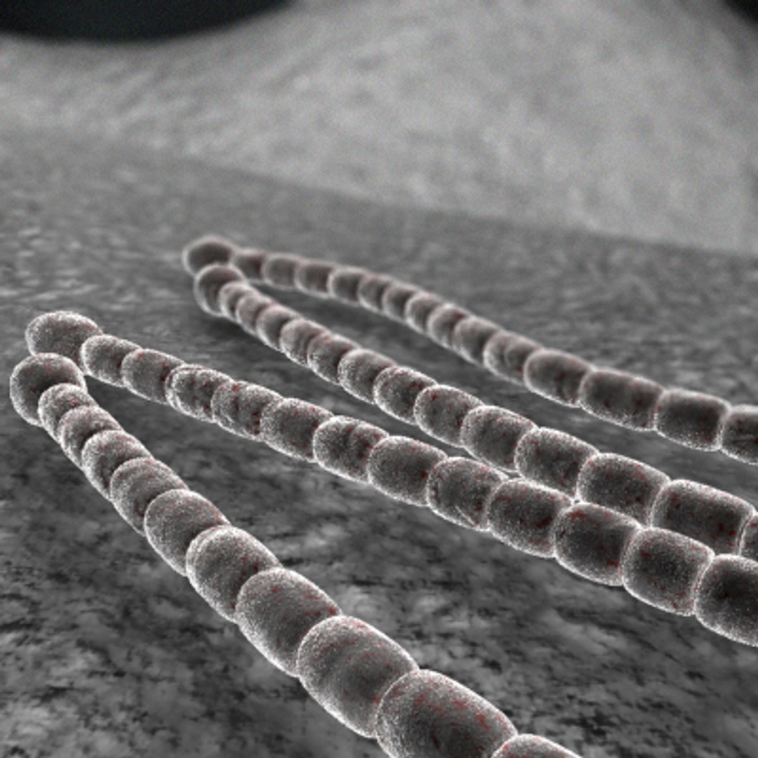 anabaena bacteria 3d max