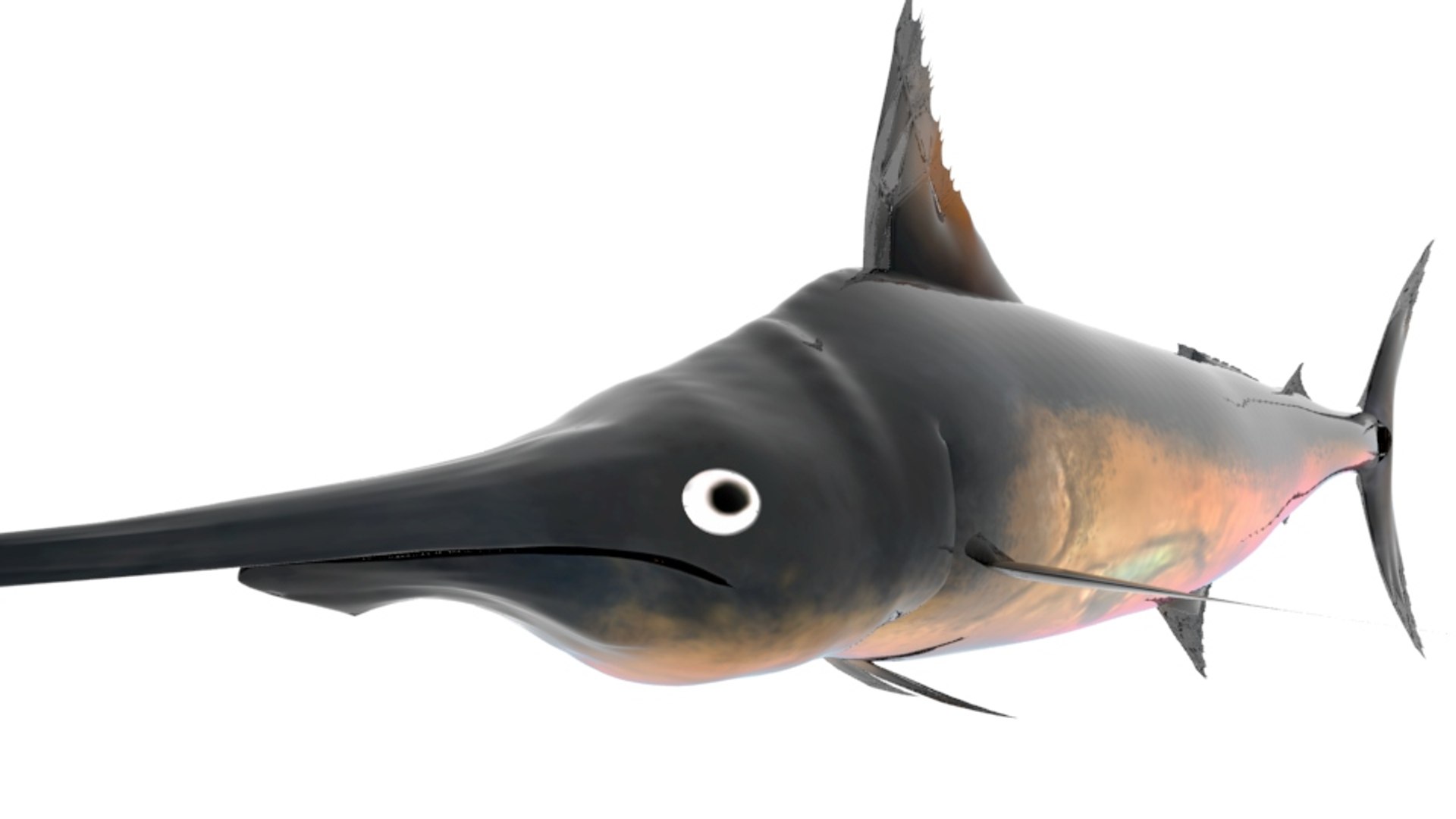 Sword Fish 3D Model - TurboSquid 1625205