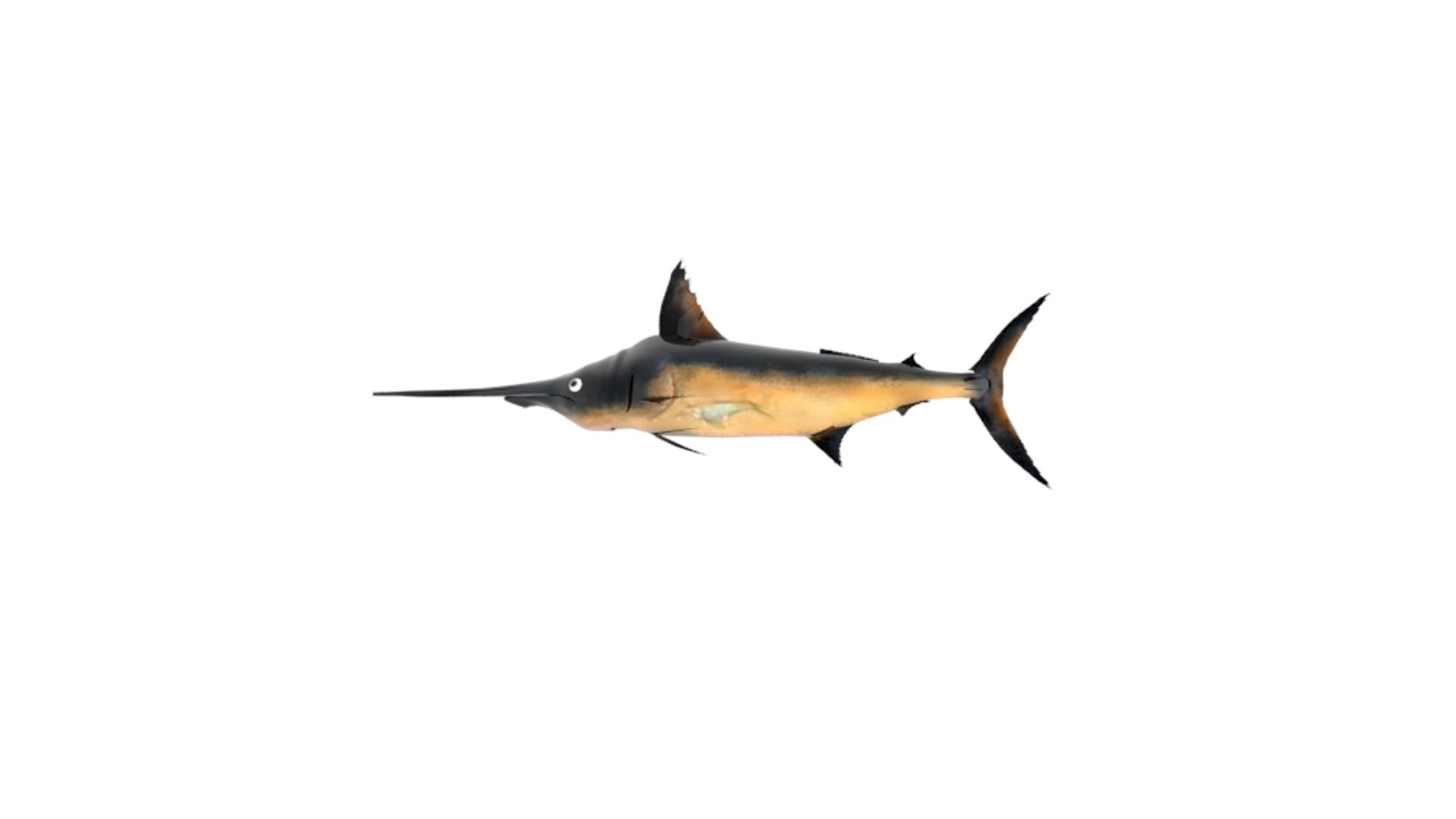 Sword Fish 3D Model - TurboSquid 1625205