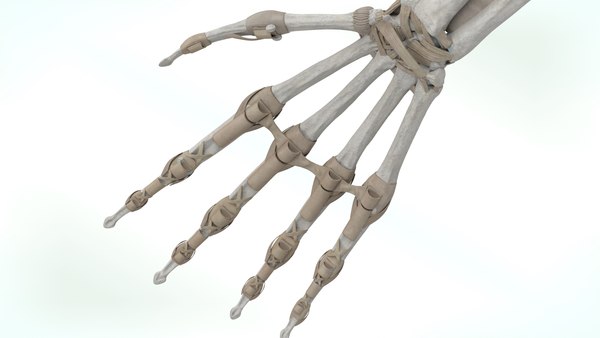 Upper limb skeleton 3D model - TurboSquid 1736601