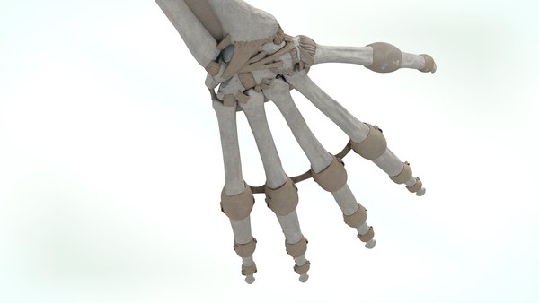 Upper limb skeleton 3D model - TurboSquid 1736601