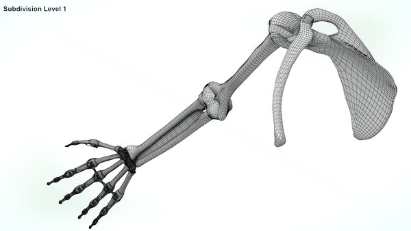 Upper limb skeleton 3D model - TurboSquid 1736601