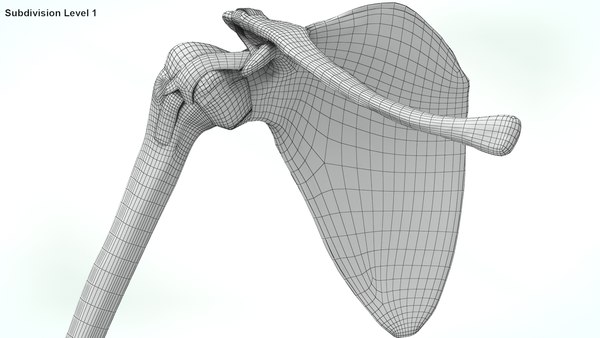 Upper limb skeleton 3D model - TurboSquid 1736601