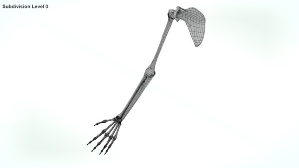Upper limb skeleton 3D model - TurboSquid 1736601