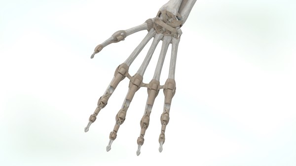 Upper limb skeleton 3D model - TurboSquid 1736601