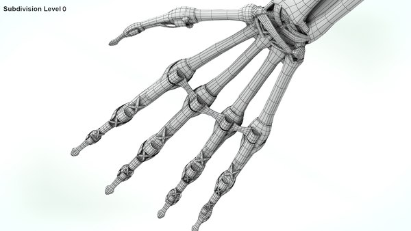 Upper limb skeleton 3D model - TurboSquid 1736601