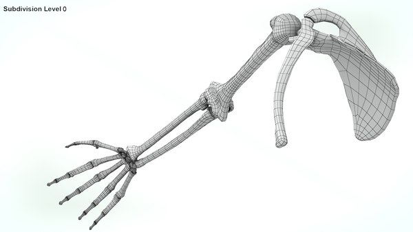 Upper limb skeleton 3D model - TurboSquid 1736601