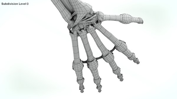 Upper limb skeleton 3D model - TurboSquid 1736601
