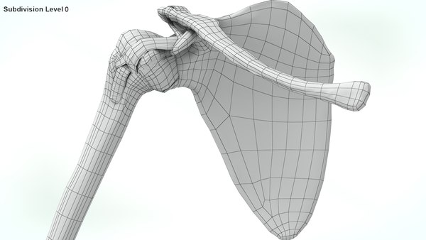 Upper limb skeleton 3D model - TurboSquid 1736601