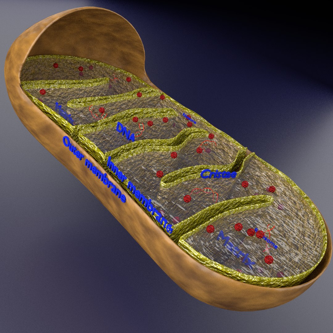 Mitochondria Labelled 3D Model - TurboSquid 1417524