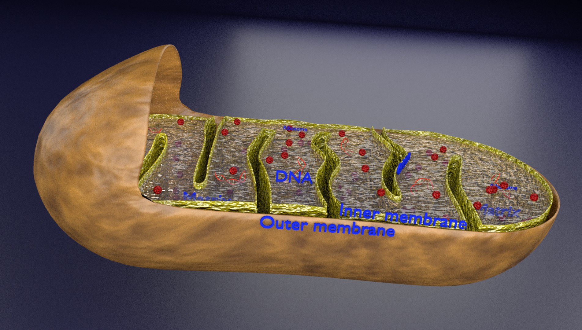 Mitochondria Labelled 3D Model - TurboSquid 1417524