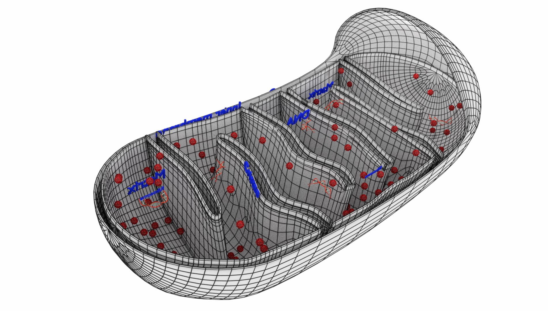 Mitochondria Labelled 3D Model - TurboSquid 1417524