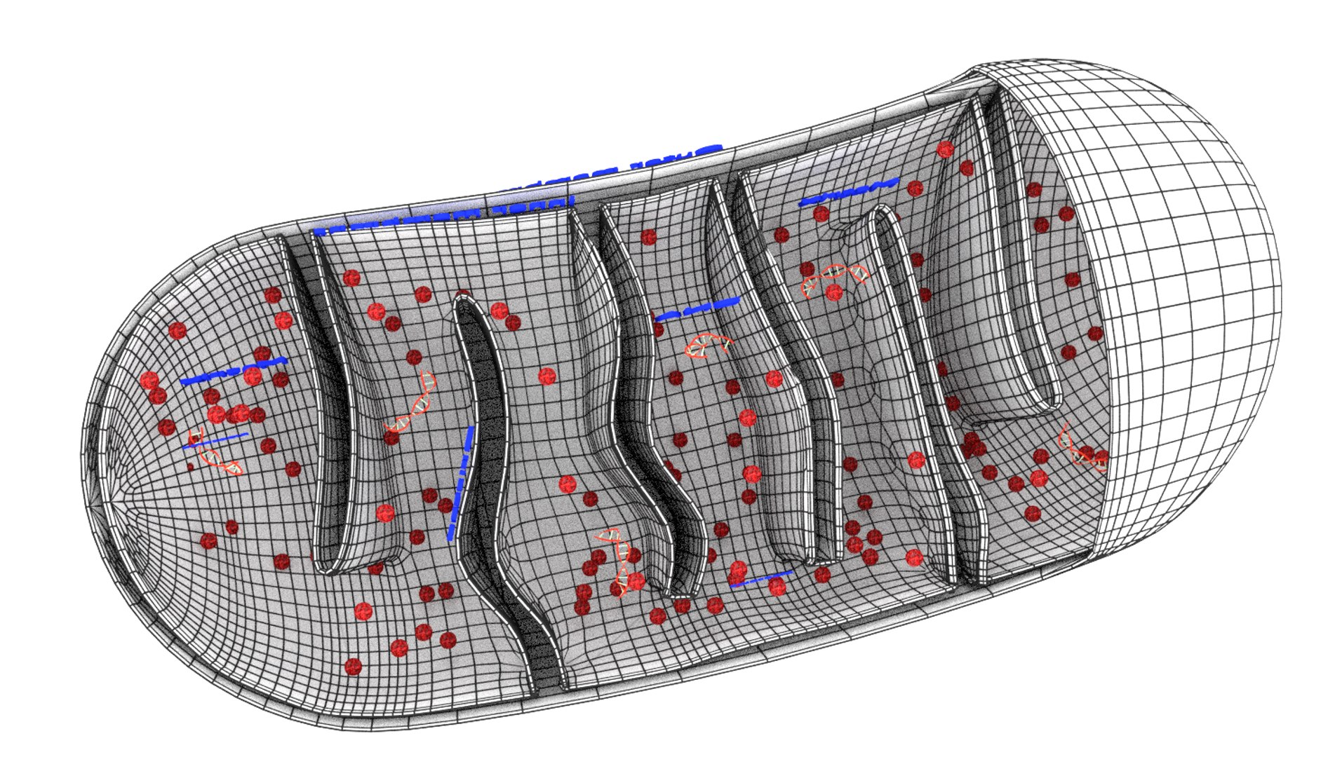 Mitochondria Labelled 3D Model - TurboSquid 1417524