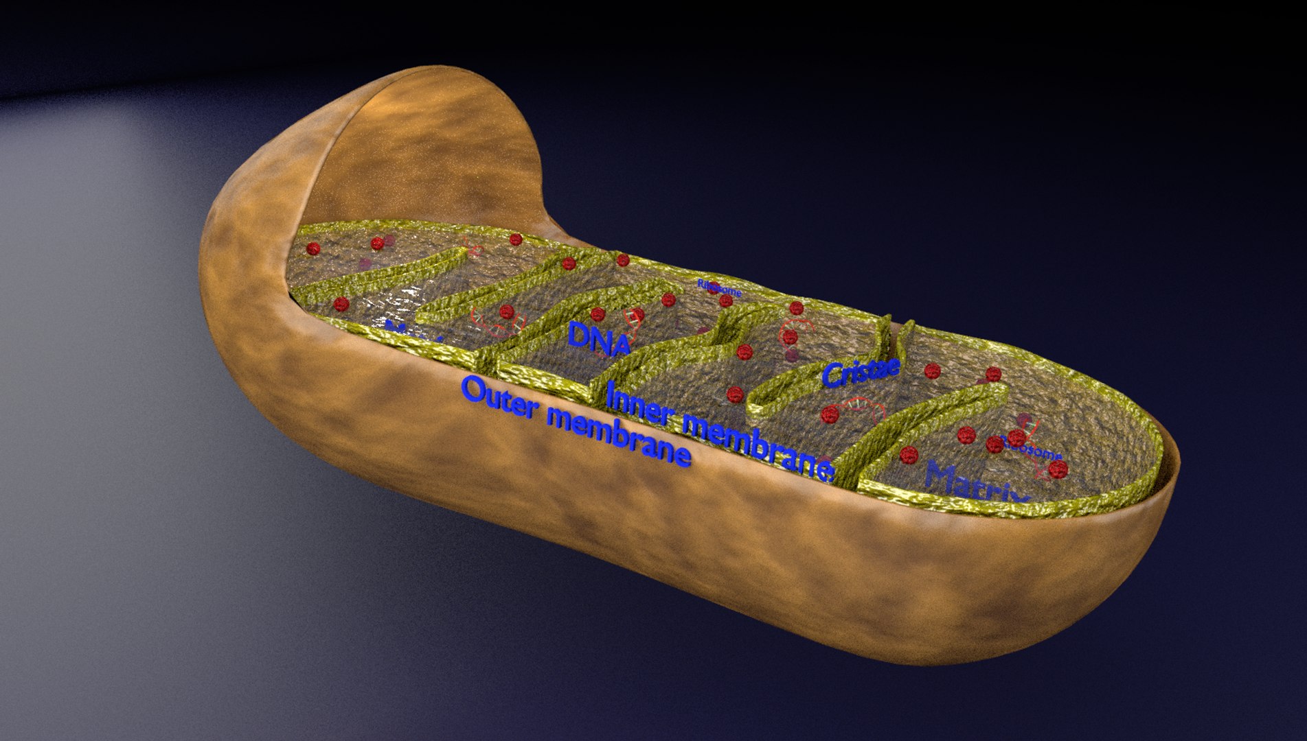 Mitochondria Labelled 3D Model - TurboSquid 1417524