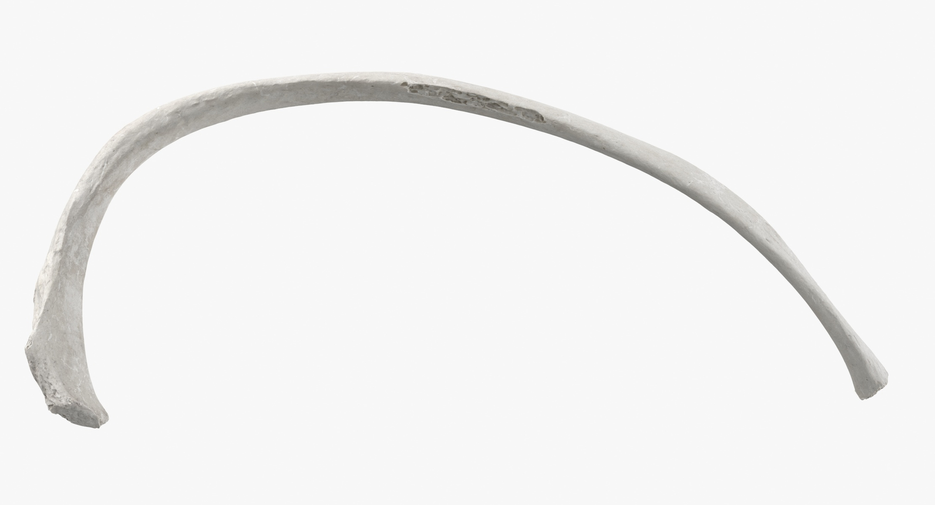 Costae Spurie False Rib 3D Model - TurboSquid 1658963