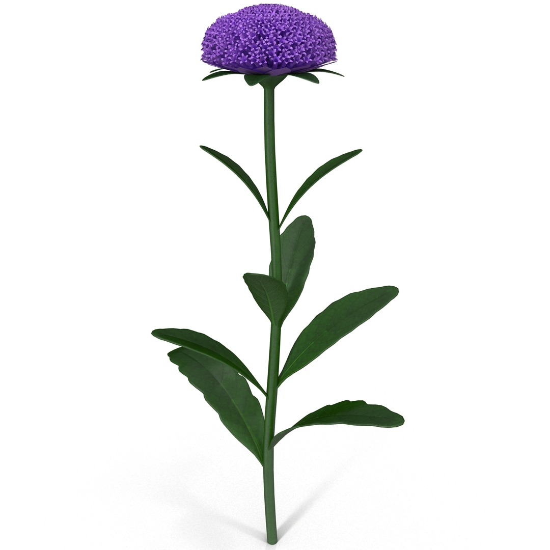 3d Model Aster Flower