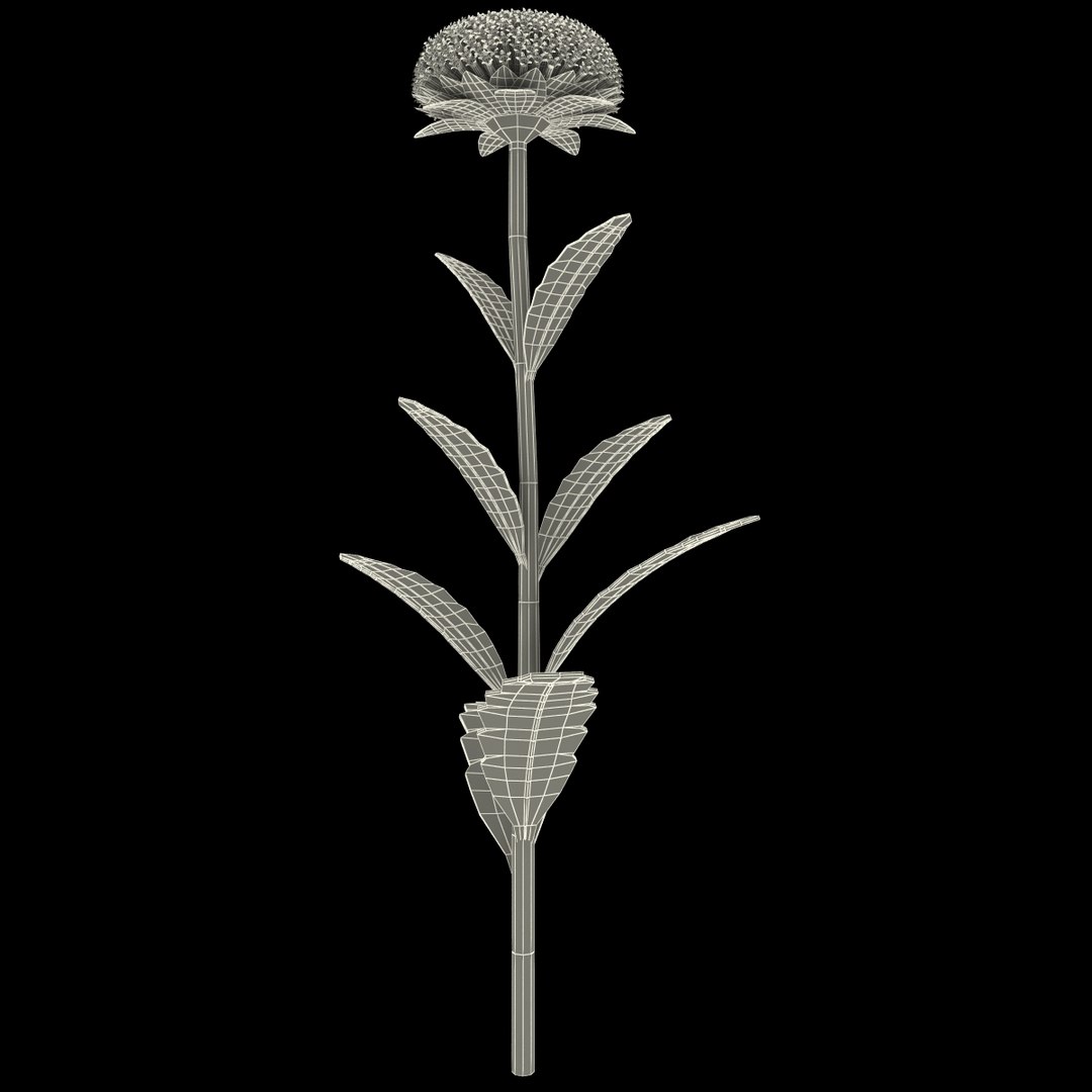 3d Model Aster Flower