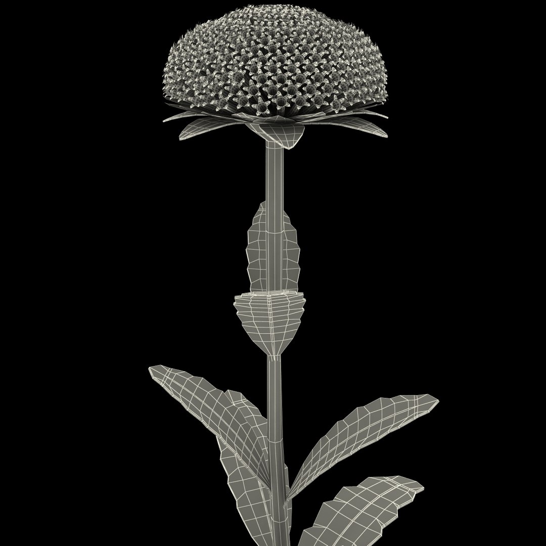 3d Model Aster Flower