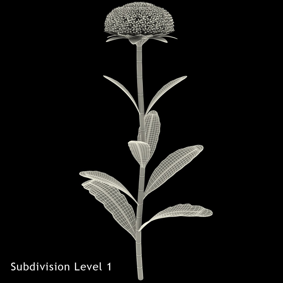 3d Model Aster Flower