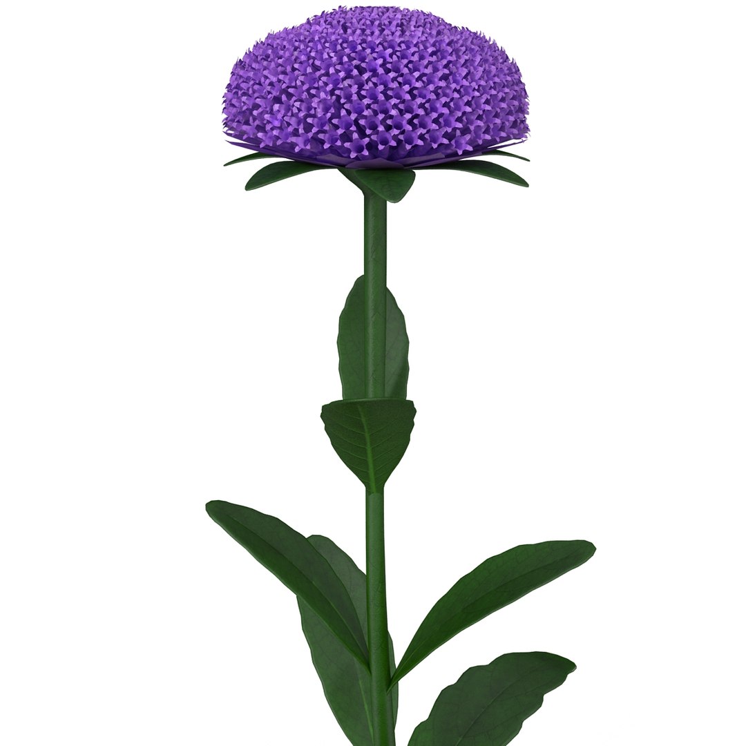 3d Model Aster Flower