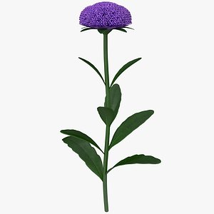 3D Aster Models - Browse & Download Formats - TurboSquid