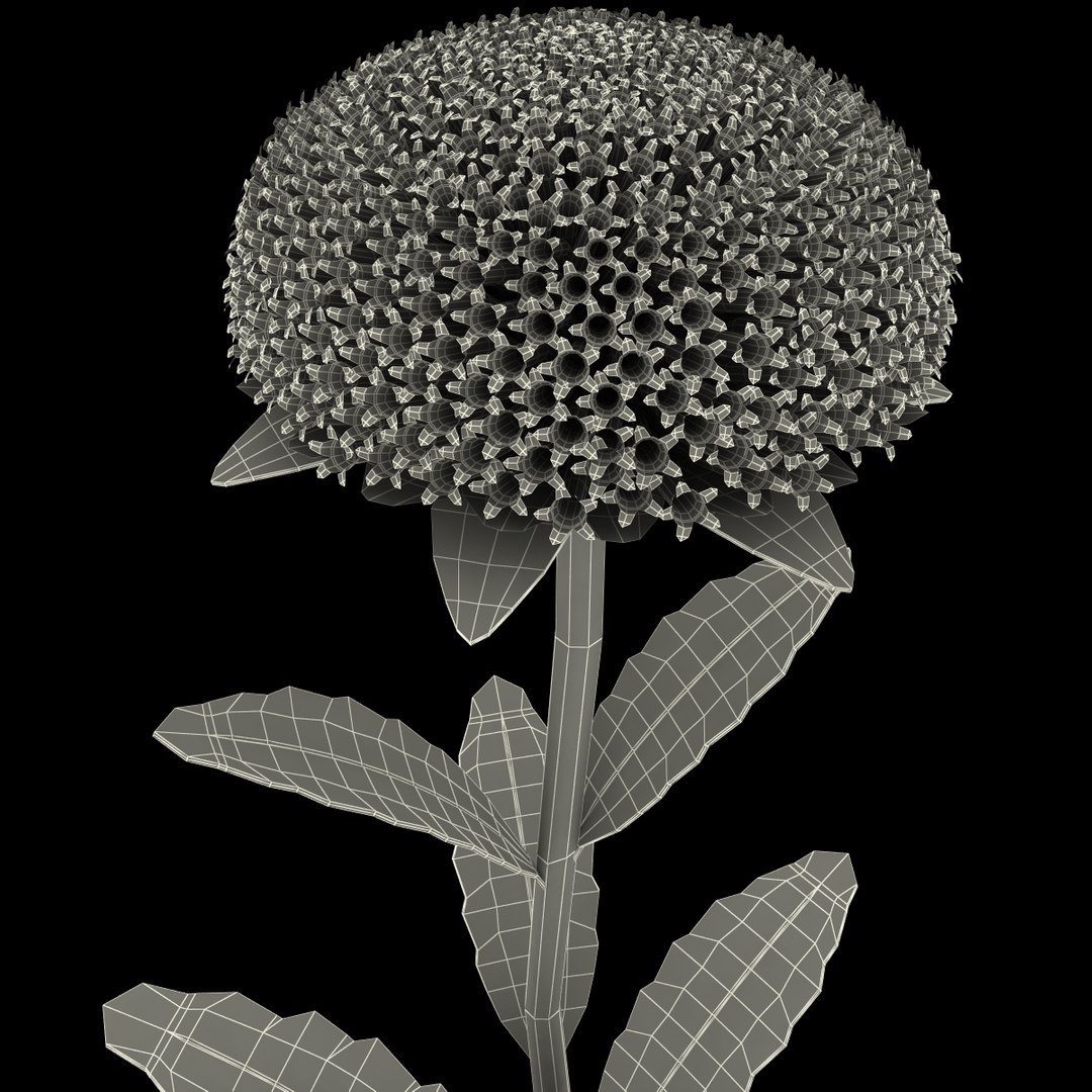 3d Model Aster Flower