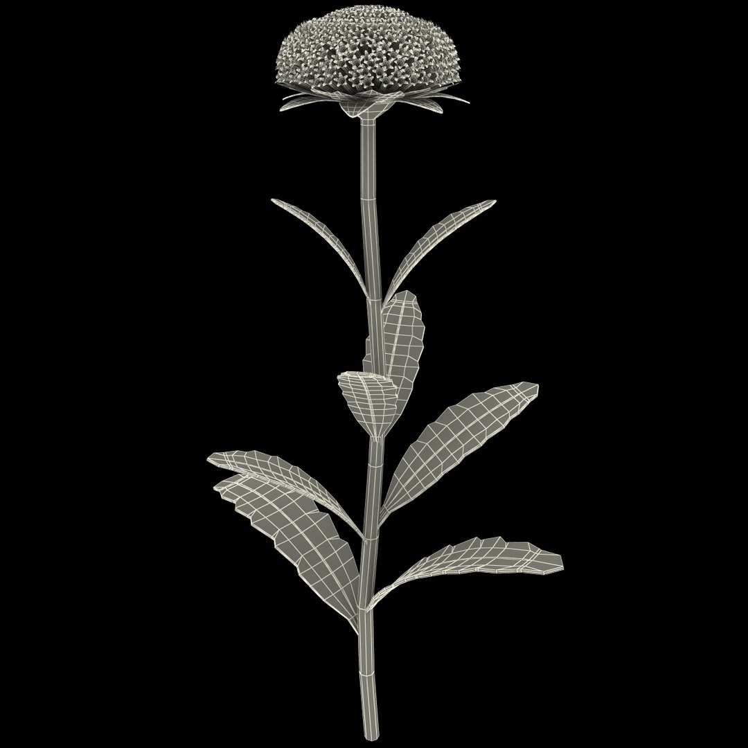 3d Model Aster Flower