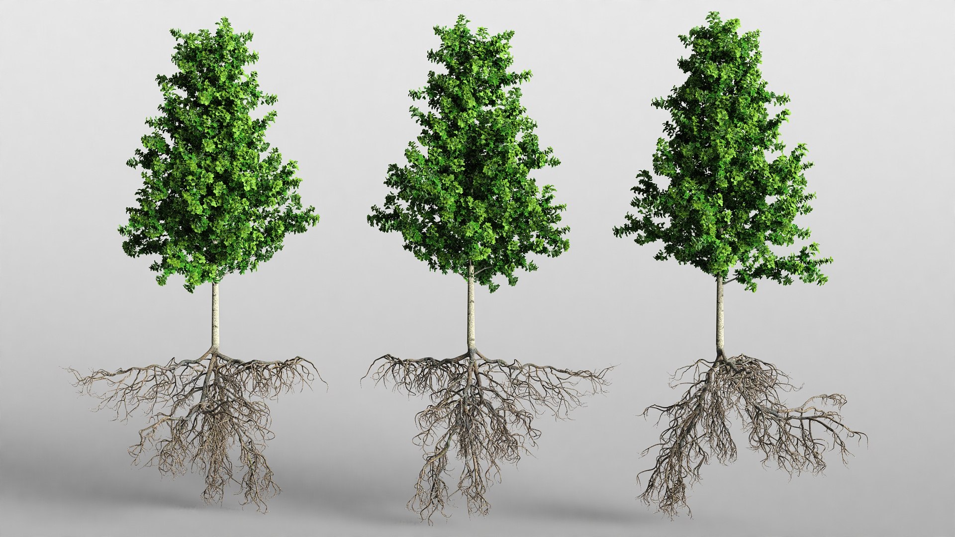 3D Poplar Tree With Roots - TurboSquid 2325165