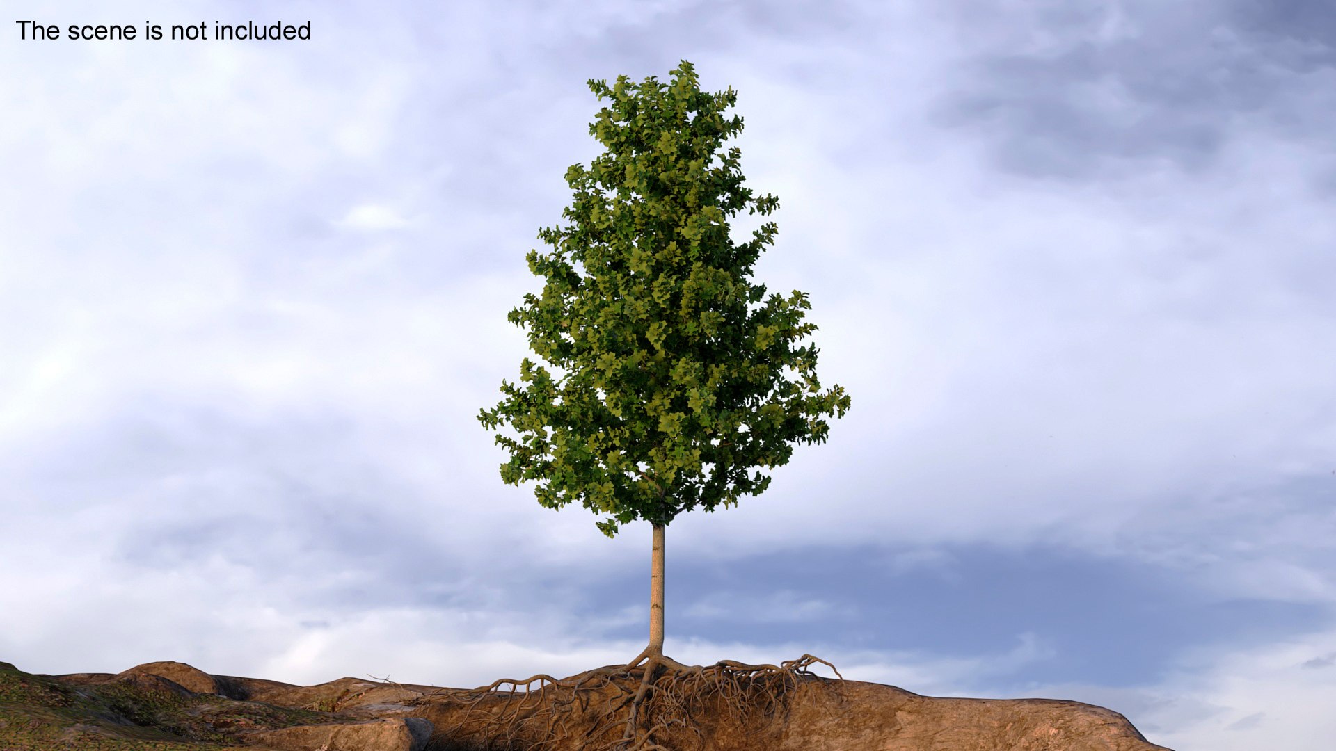 3D Poplar Tree With Roots - TurboSquid 2325165