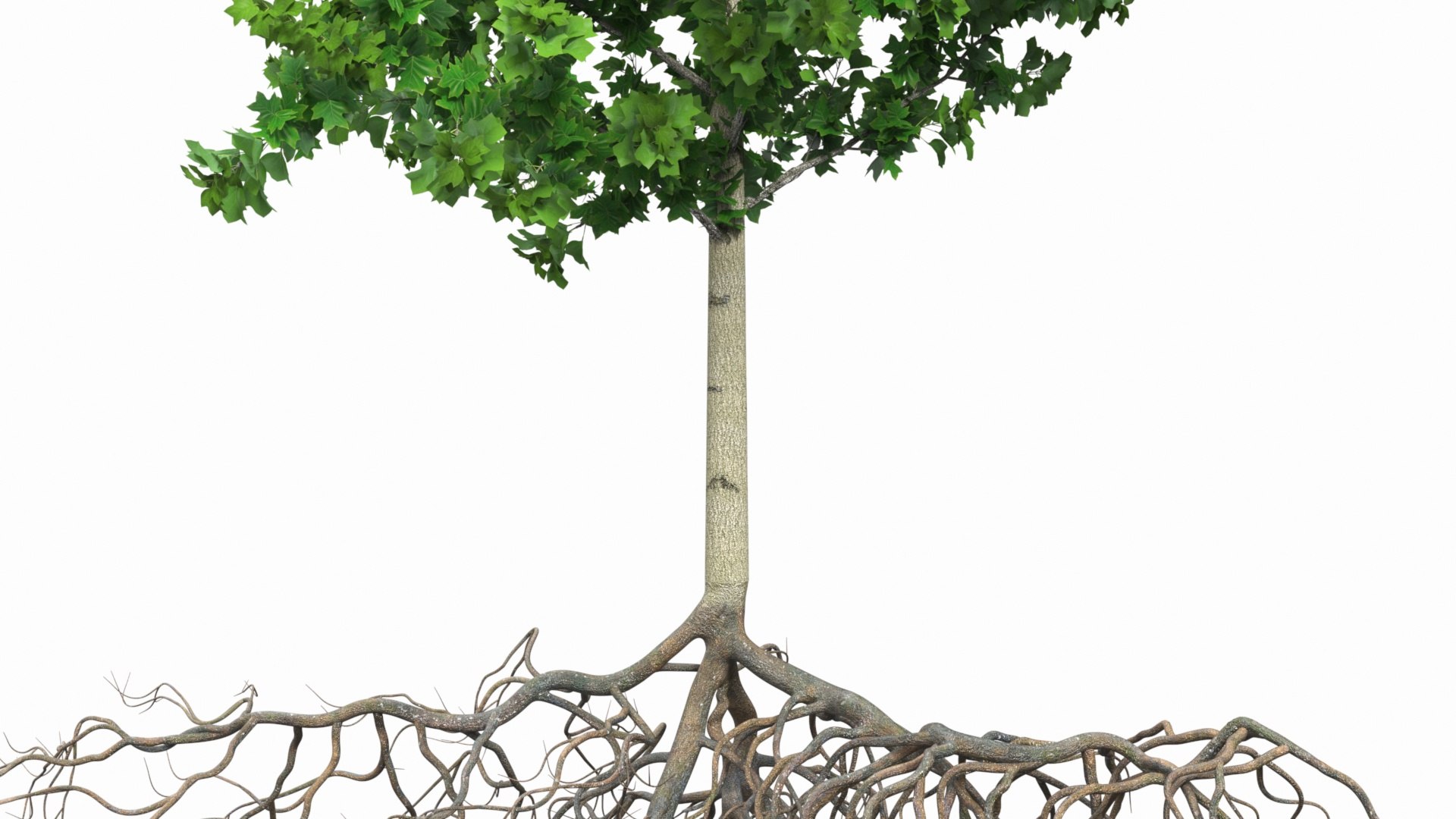 3D Poplar Tree With Roots - TurboSquid 2325165