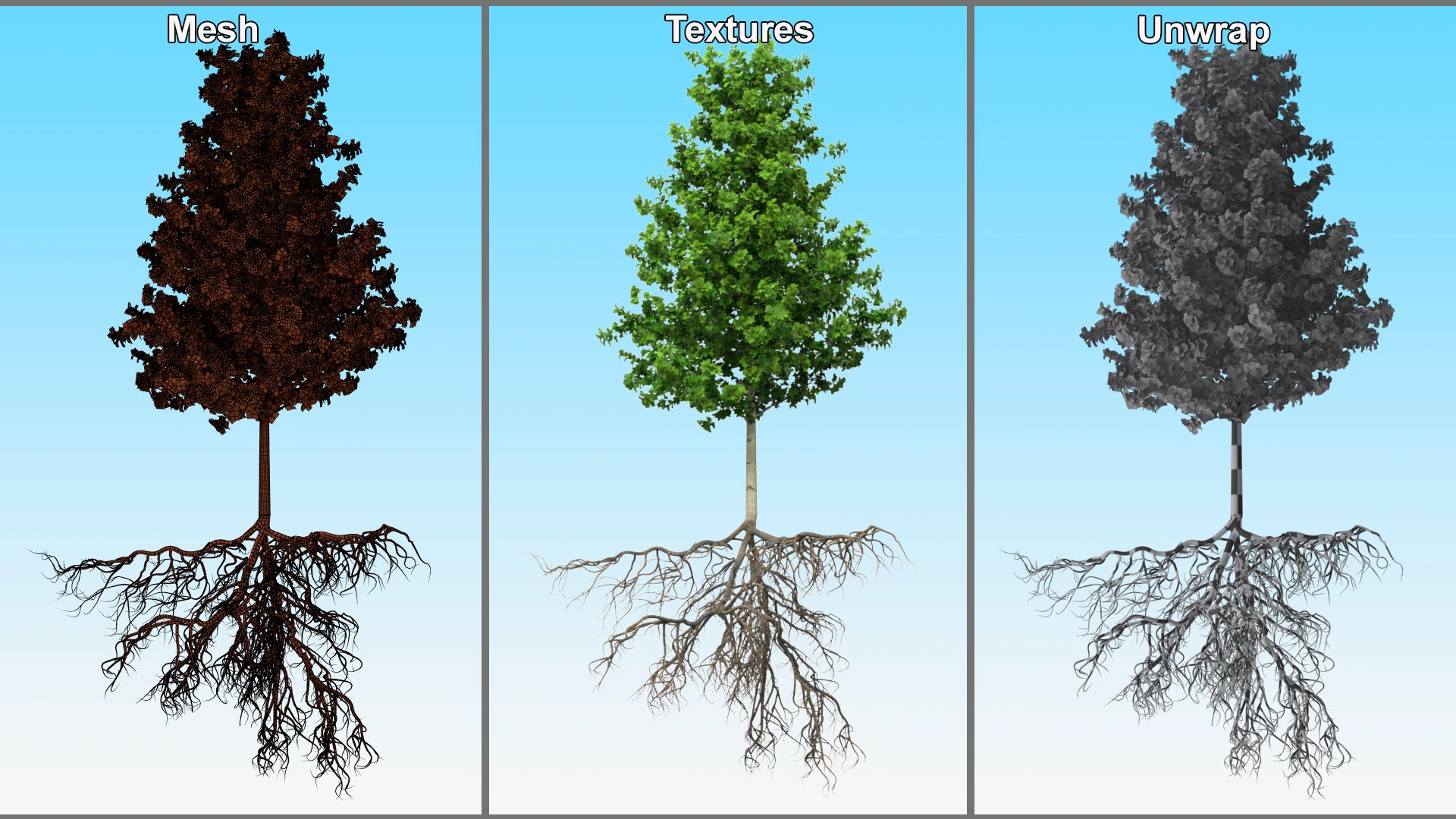 3D Poplar Tree With Roots - TurboSquid 2325165