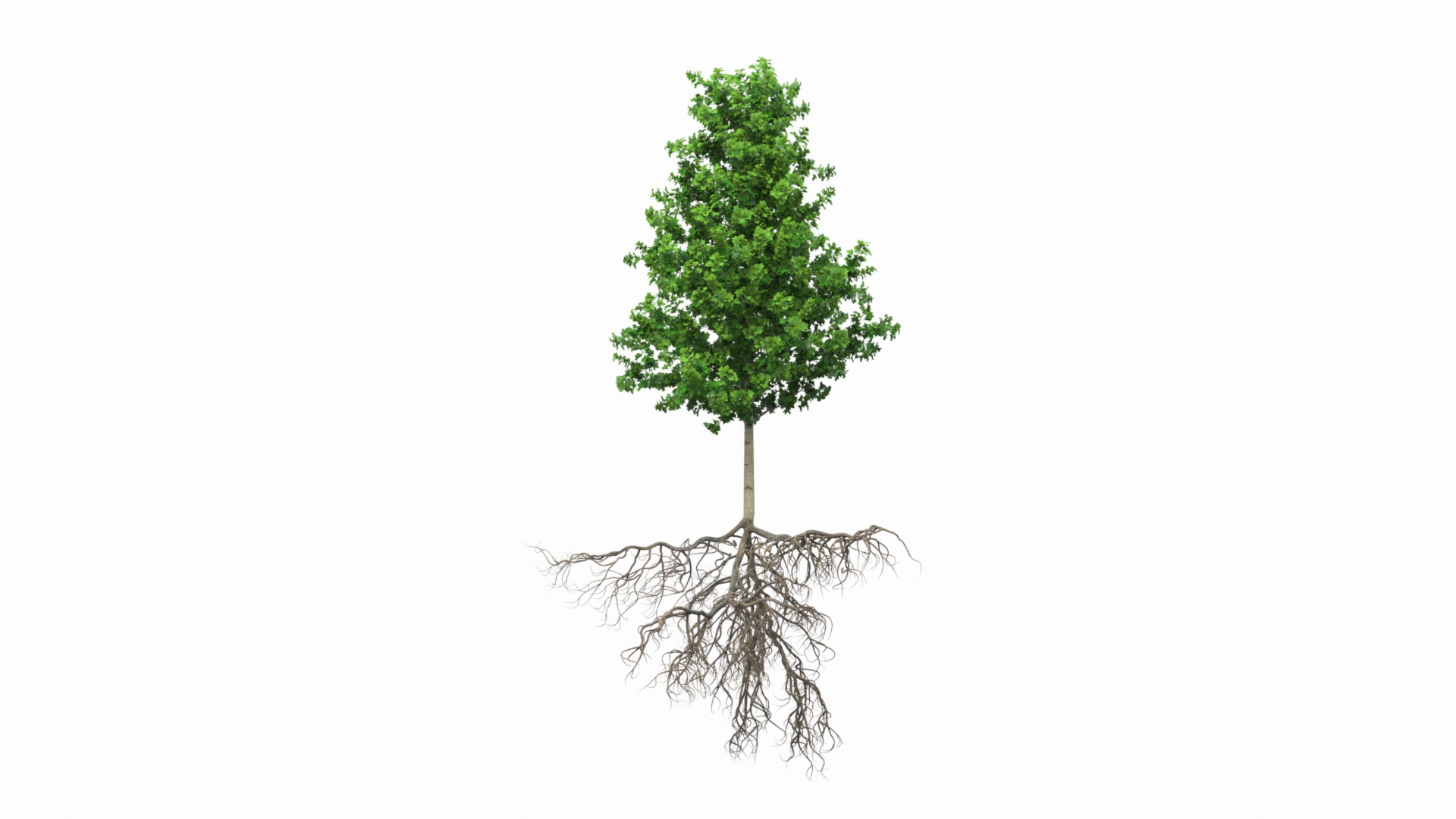 3D Poplar Tree With Roots - TurboSquid 2325165