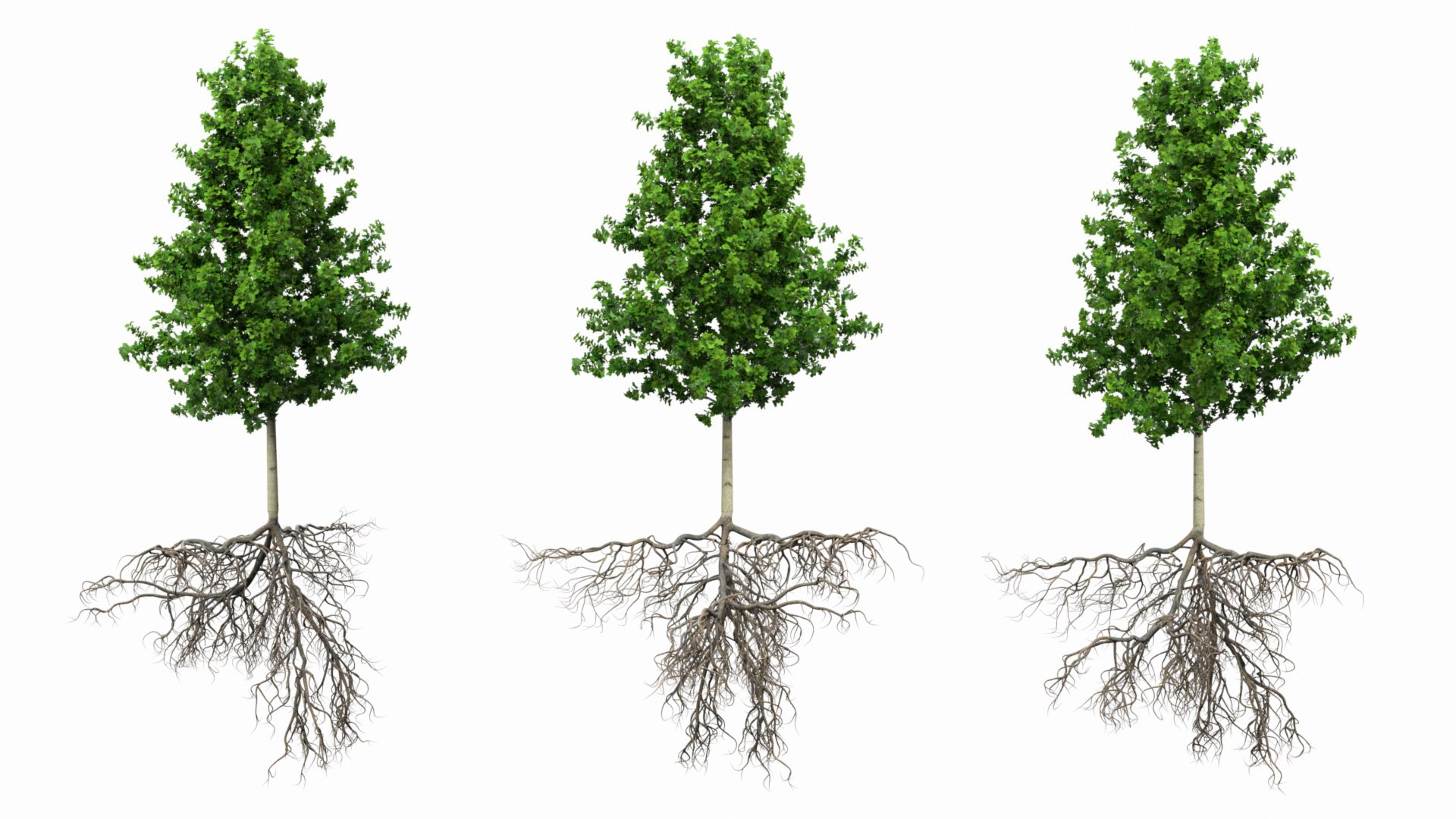 3D Poplar Tree With Roots - TurboSquid 2325165