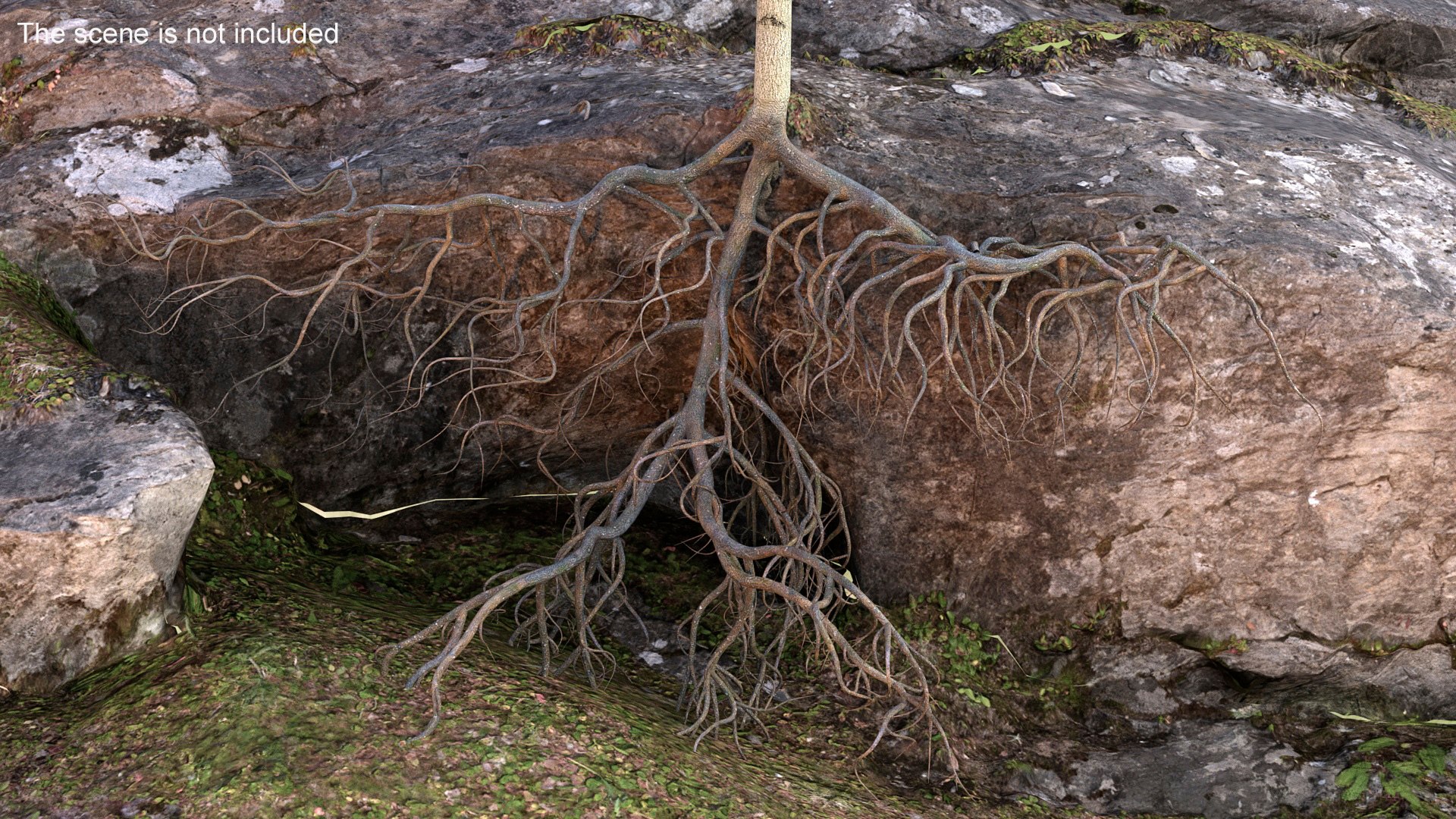 3D Poplar Tree With Roots - TurboSquid 2325165