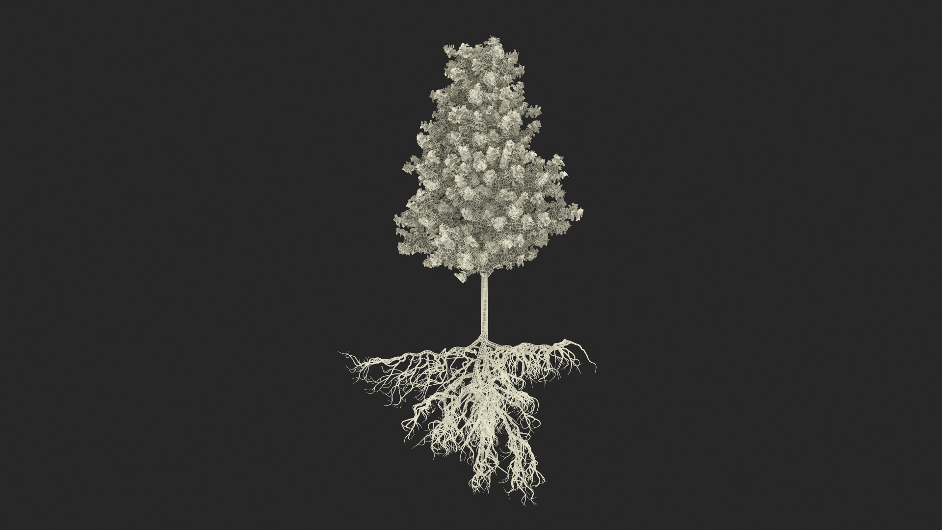 3D Poplar Tree With Roots - TurboSquid 2325165