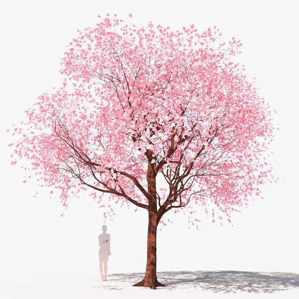 modelo 3d flor de cerezo prunus avium B - TurboSquid 1779567