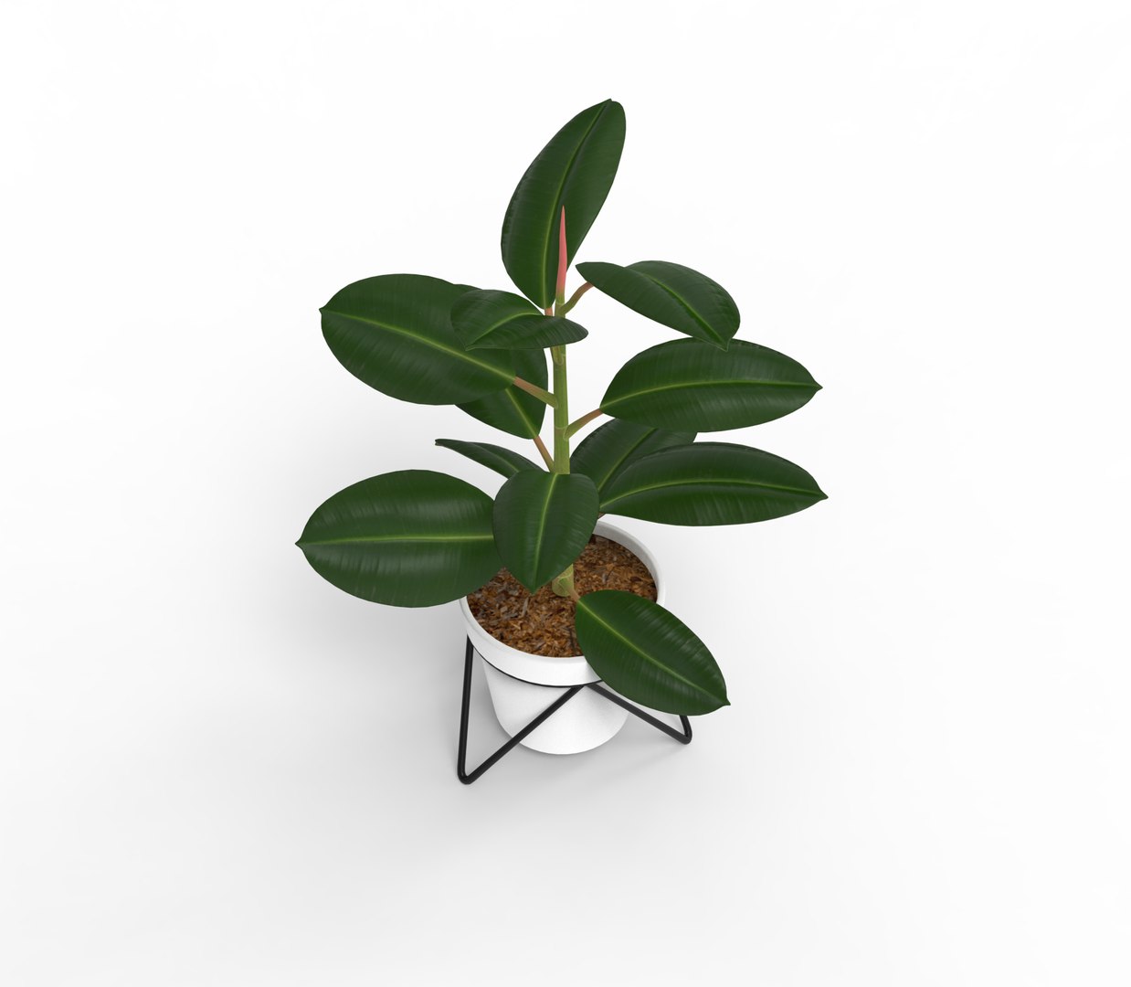 3D Potted Ficus Model - TurboSquid 2369947