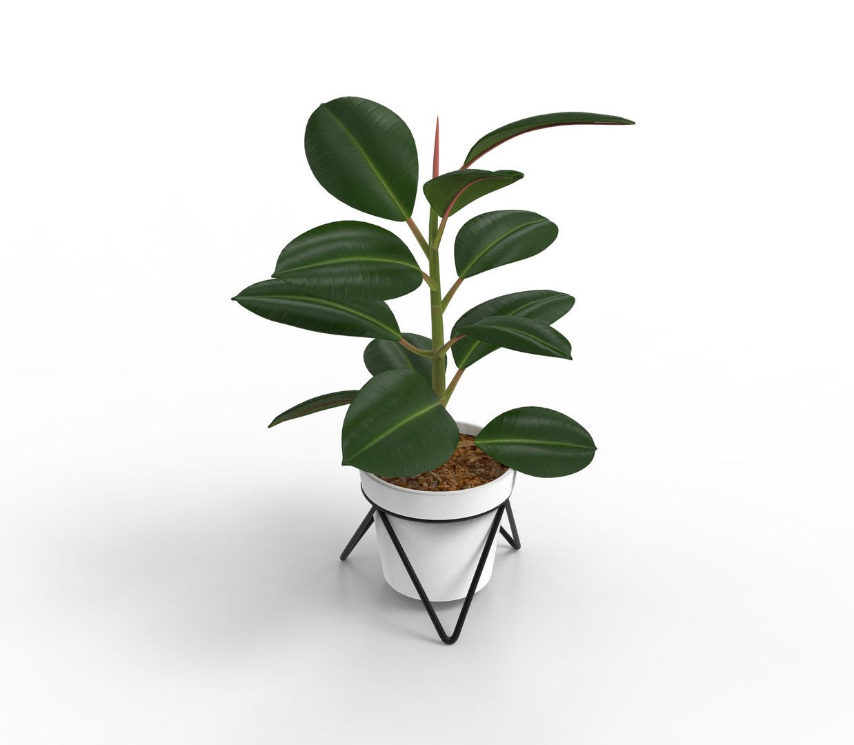 3D Potted Ficus Model - TurboSquid 2369947
