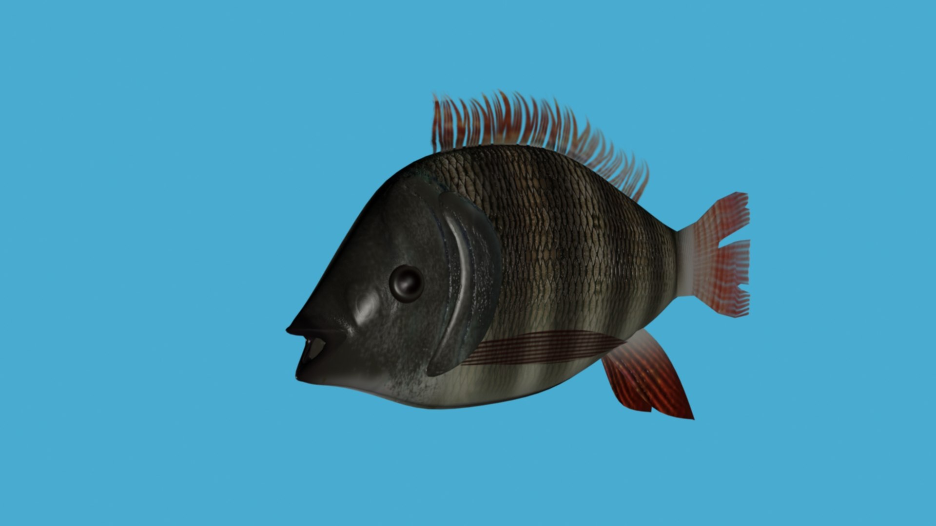 Tilapia Fish 3D Model - TurboSquid 2048190
