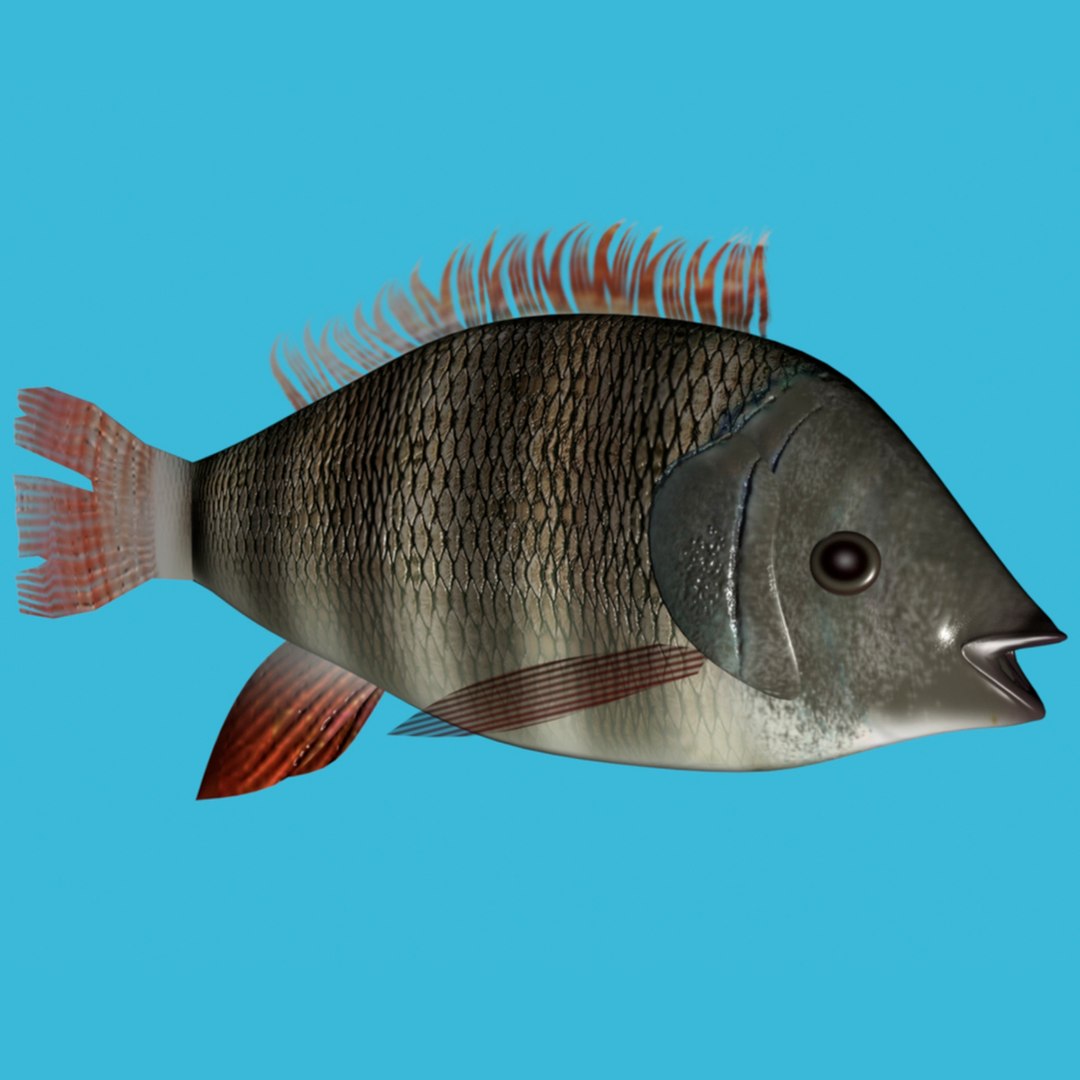 Tilapia Fish 3D Model - TurboSquid 2048190
