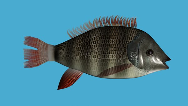 Tilapia fish 3D model - TurboSquid 2048190
