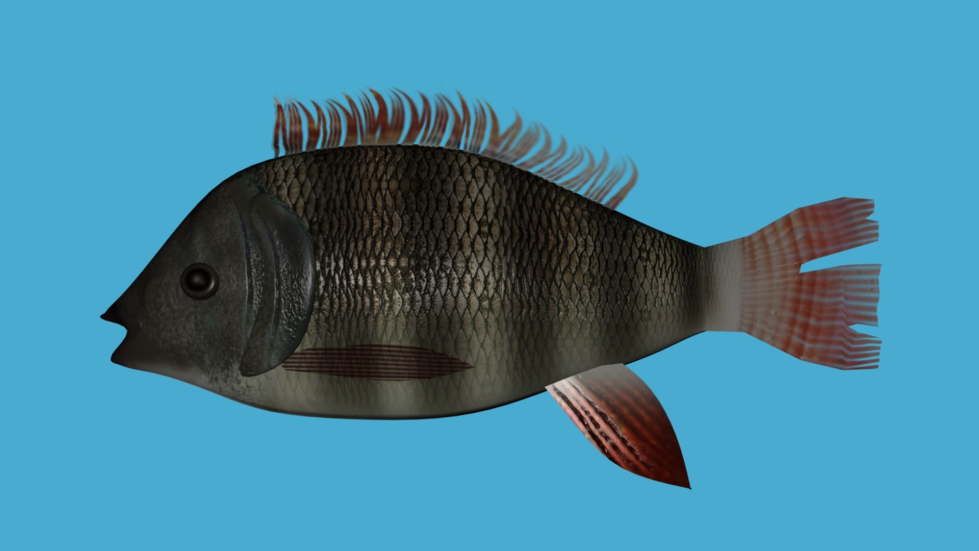 Tilapia Fish 3D Model - TurboSquid 2048190