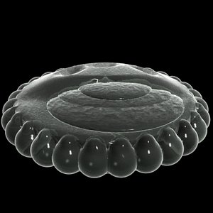 Diatom 3D Models for Download | TurboSquid