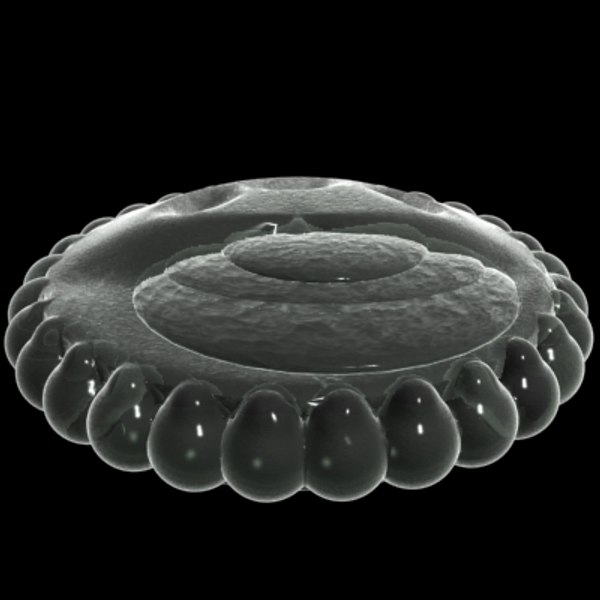 3D Diatoms Models | TurboSquid