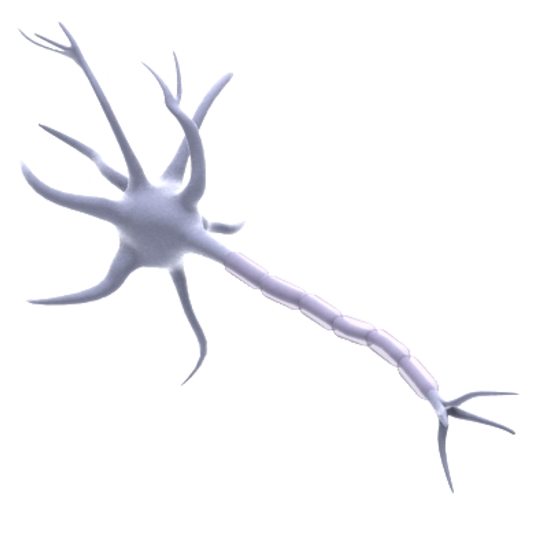 3d model neuron