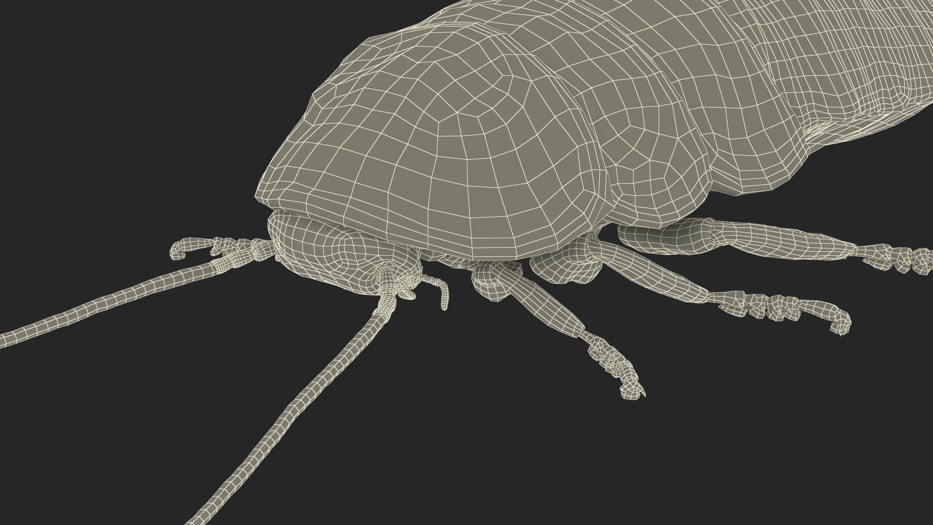 3D Cryptocercus Punctulatus - TurboSquid 2154569